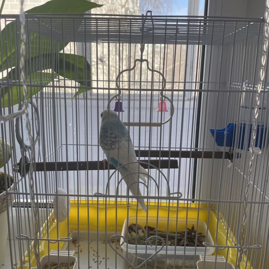 Попугай с клеткой