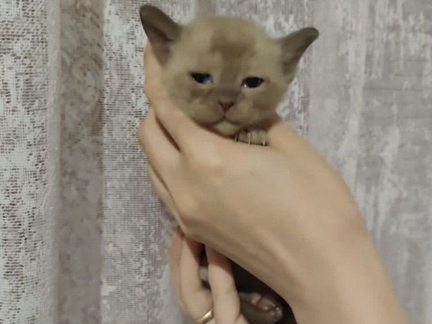 Бурманские котята