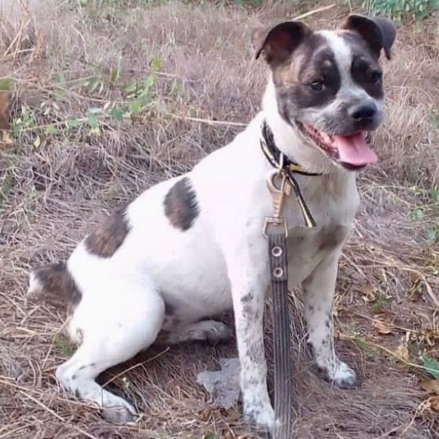 Взрослая собака в добрые руки