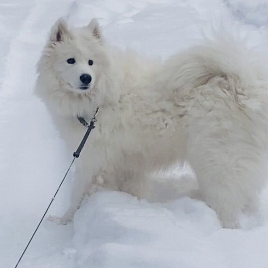 Щенок от частного владельца