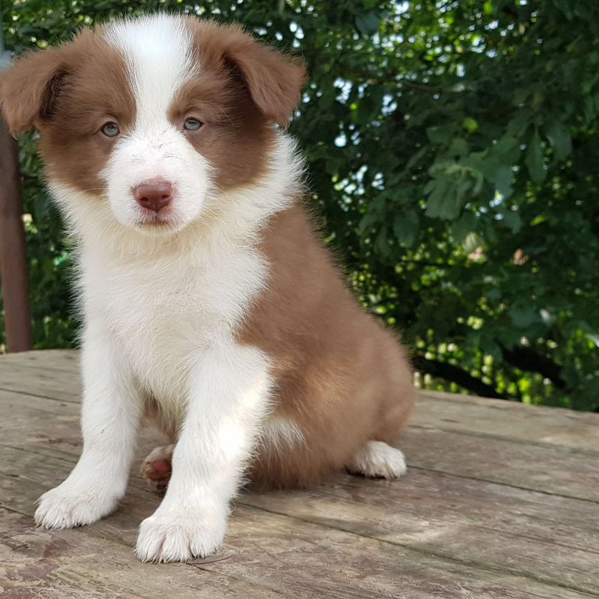 Щенки бордер колли