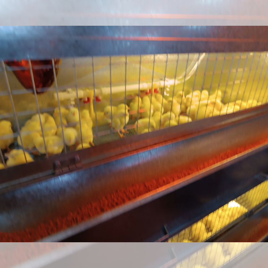 Цыплята бройлеры суточные кобб 500