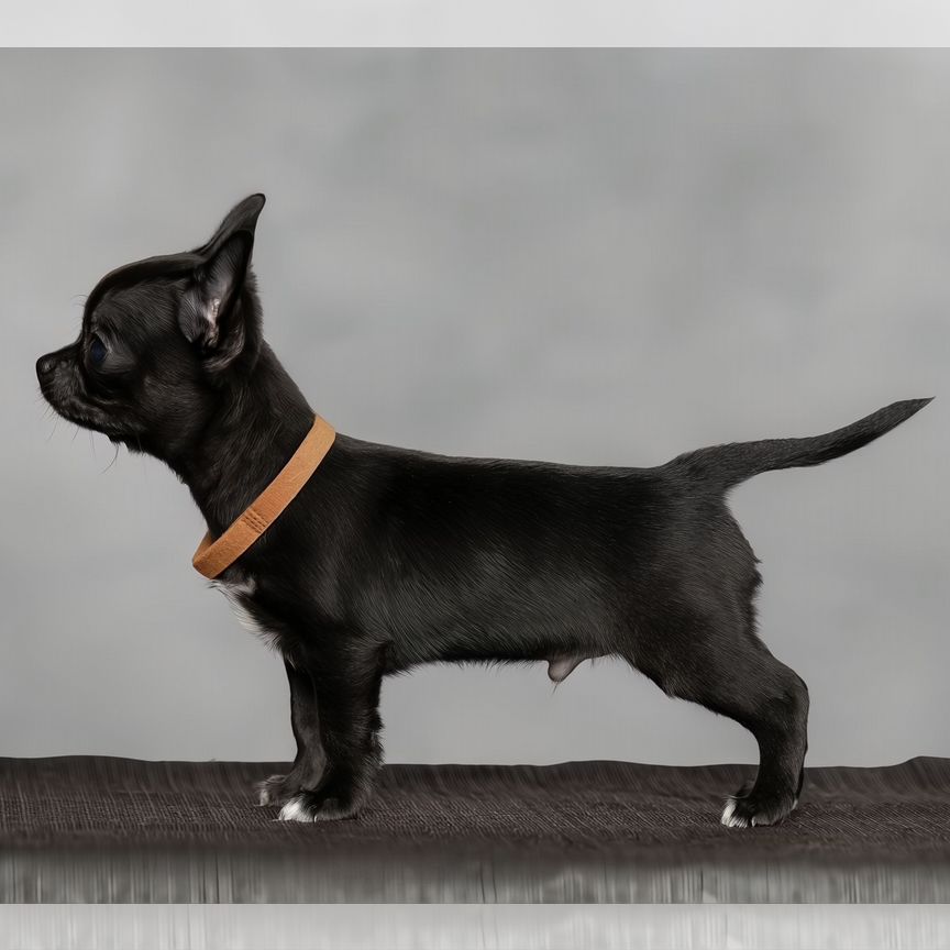 Чихуахуа, щенок