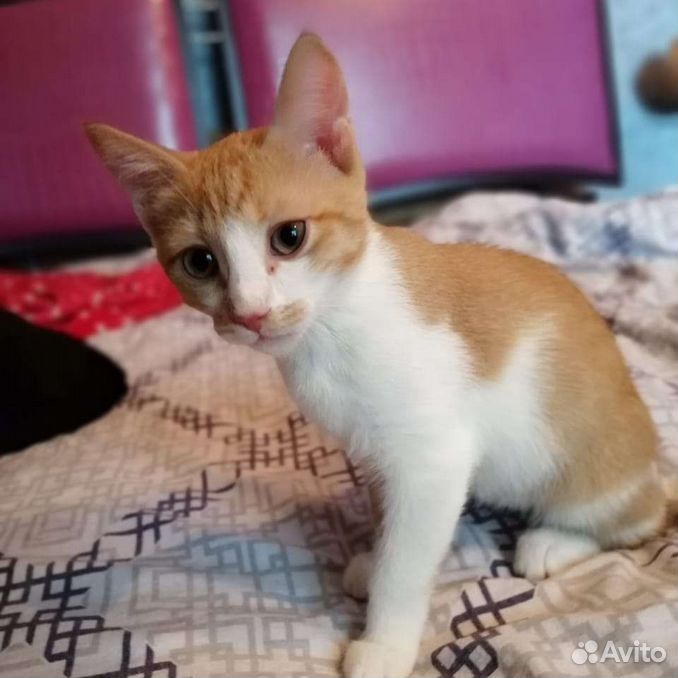 Кошик ищет дом