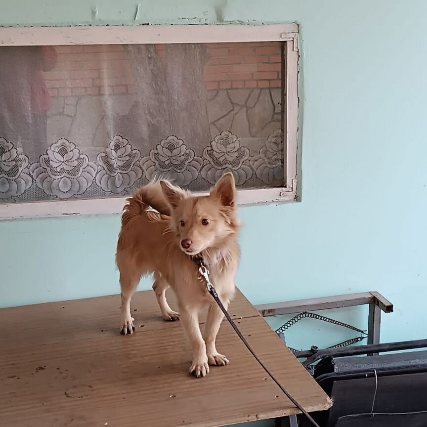 Отдам в добрые руки