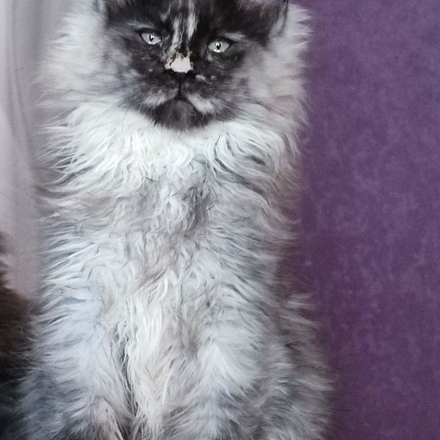 Котята из питомника