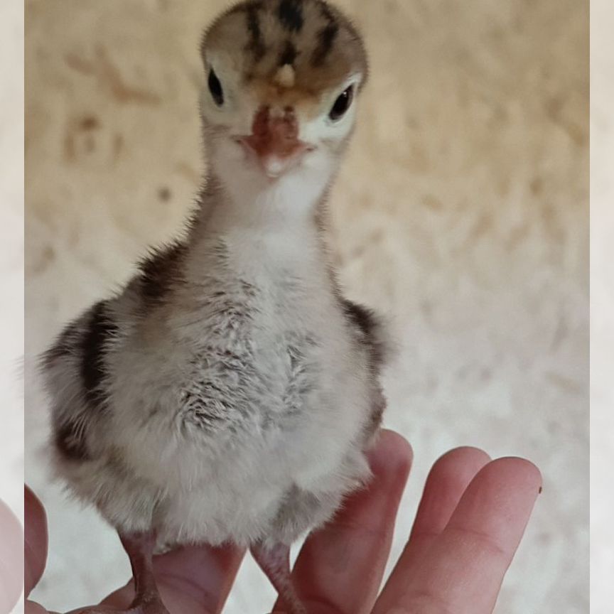 Продам индюшат