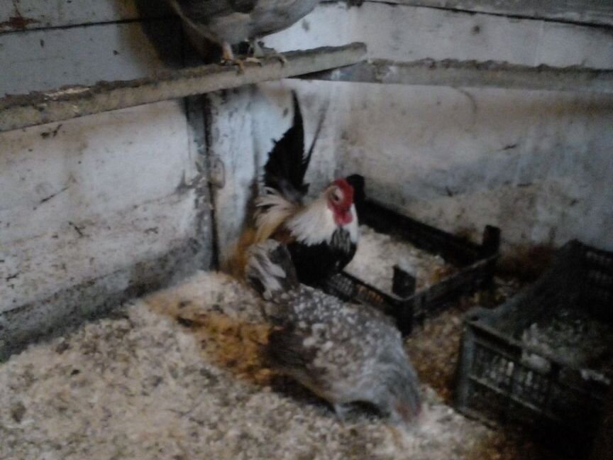 Курочки продажа