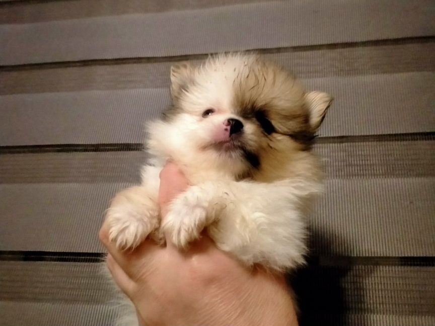 Померанский шпиц