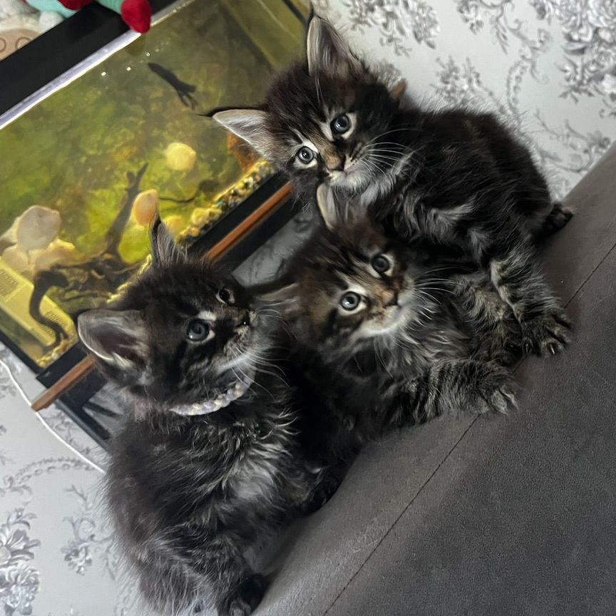 Мейн-кун котёнок