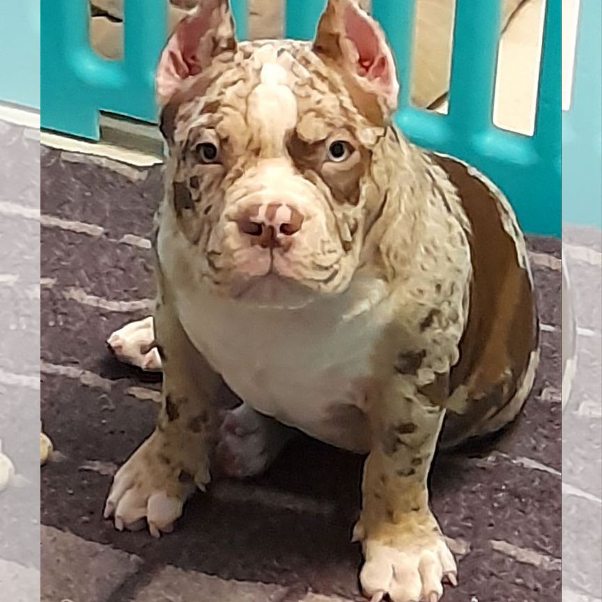 Американский булли, щенок