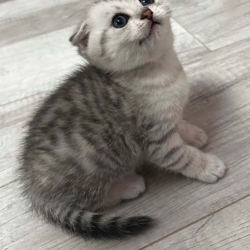 Шотландский вислоухий кот
