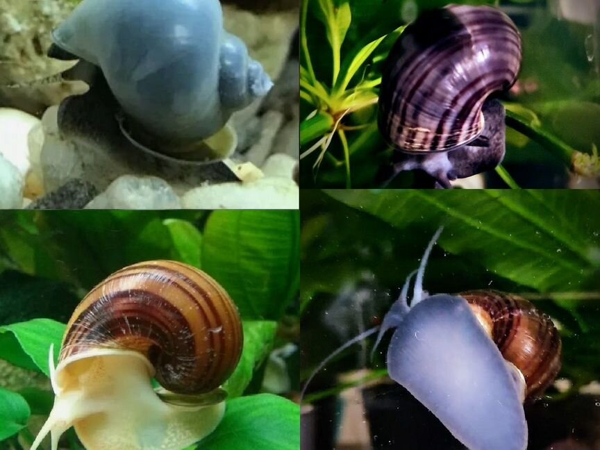 Ампулярии Голубые Черничные Рыжие улитки санитары