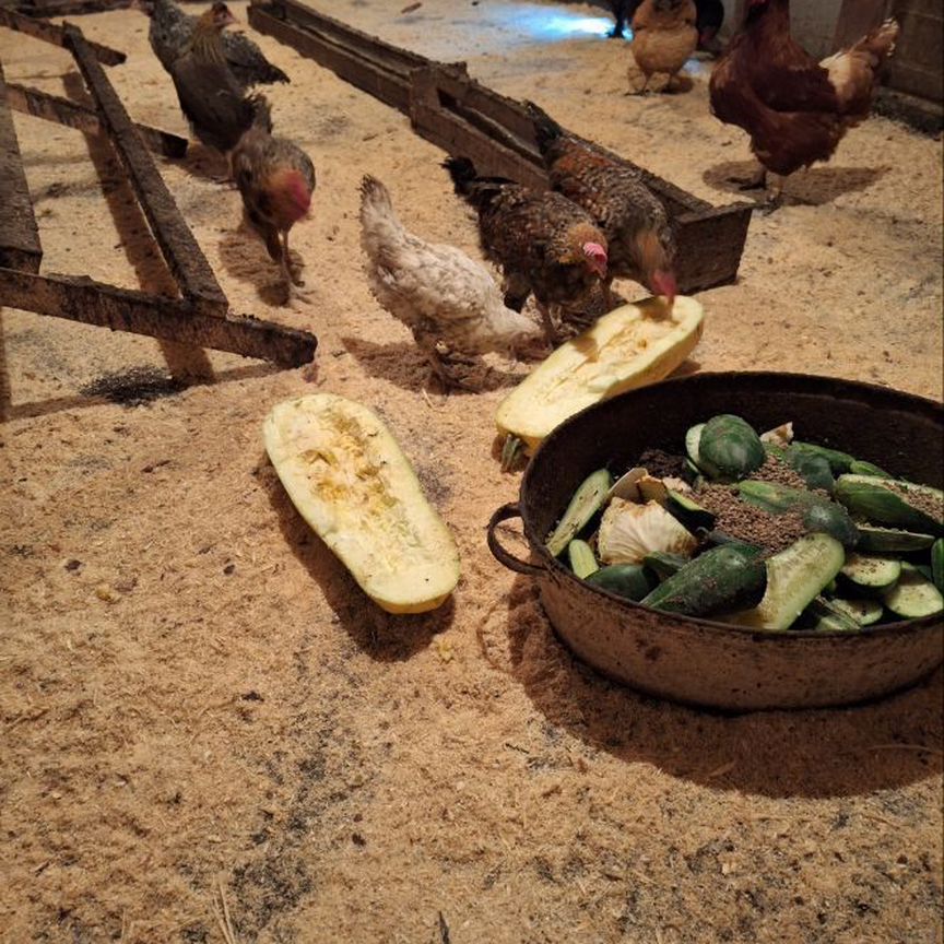 Молодые петухи