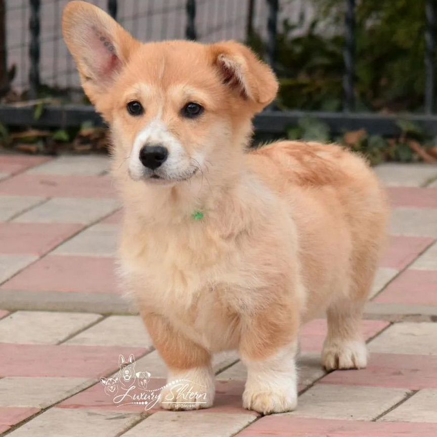 Чудесный парнишка