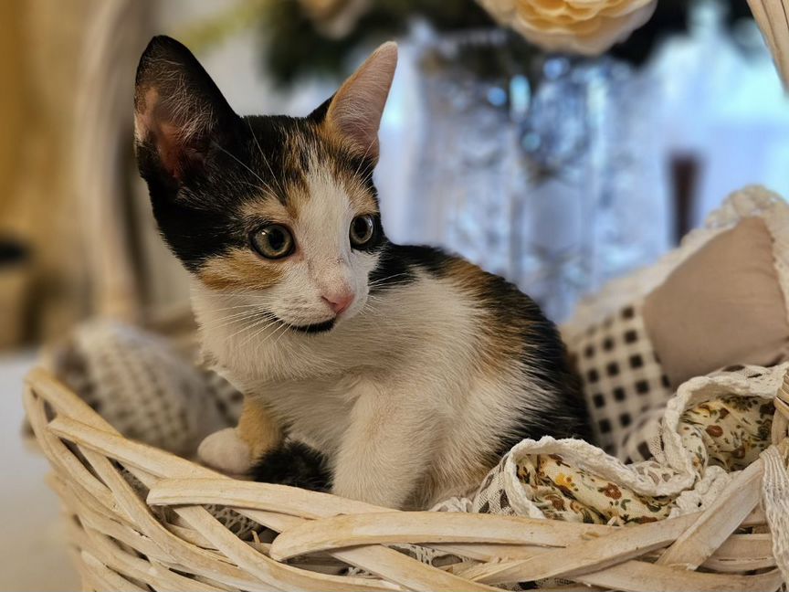 Котята и кошечка в добрые руки