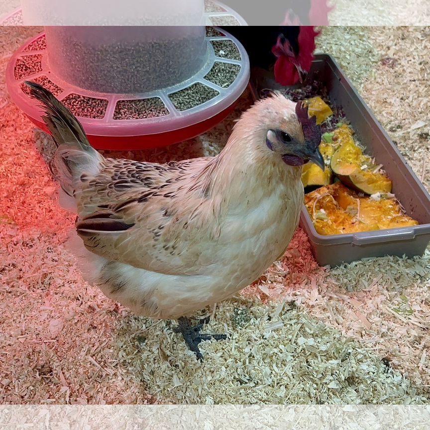 Лакеданзи семья 5+1