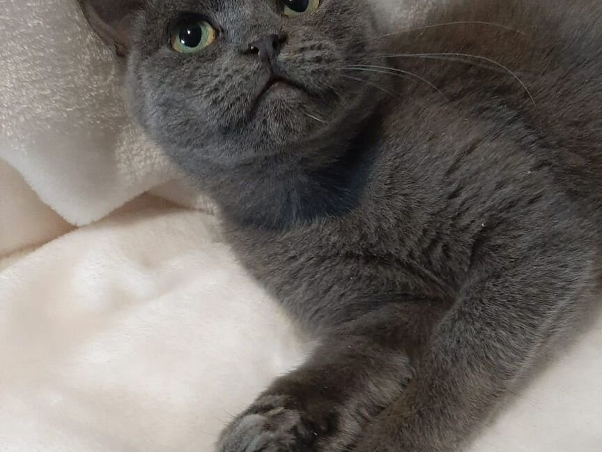 Кошечка Бонни 5 мес