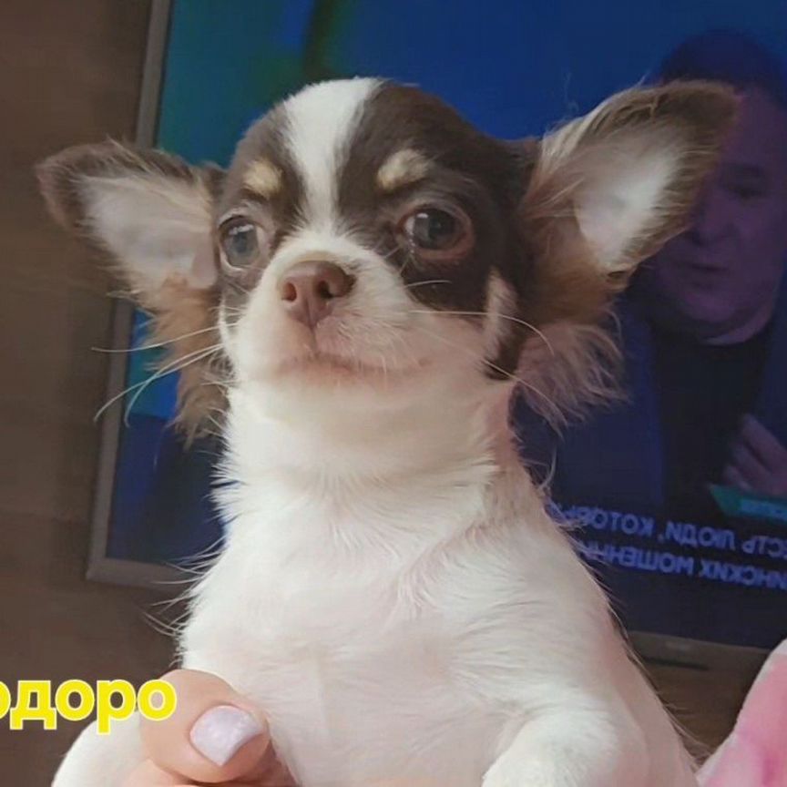 Чихуахуа, щенок