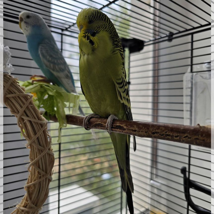 Попугай чех и волнистый