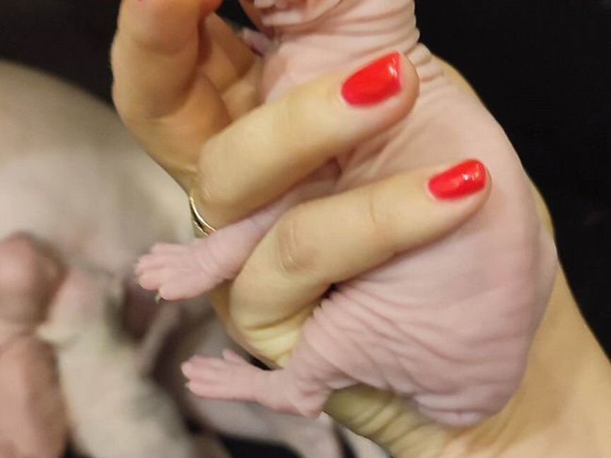 Продам котенка сфинкс