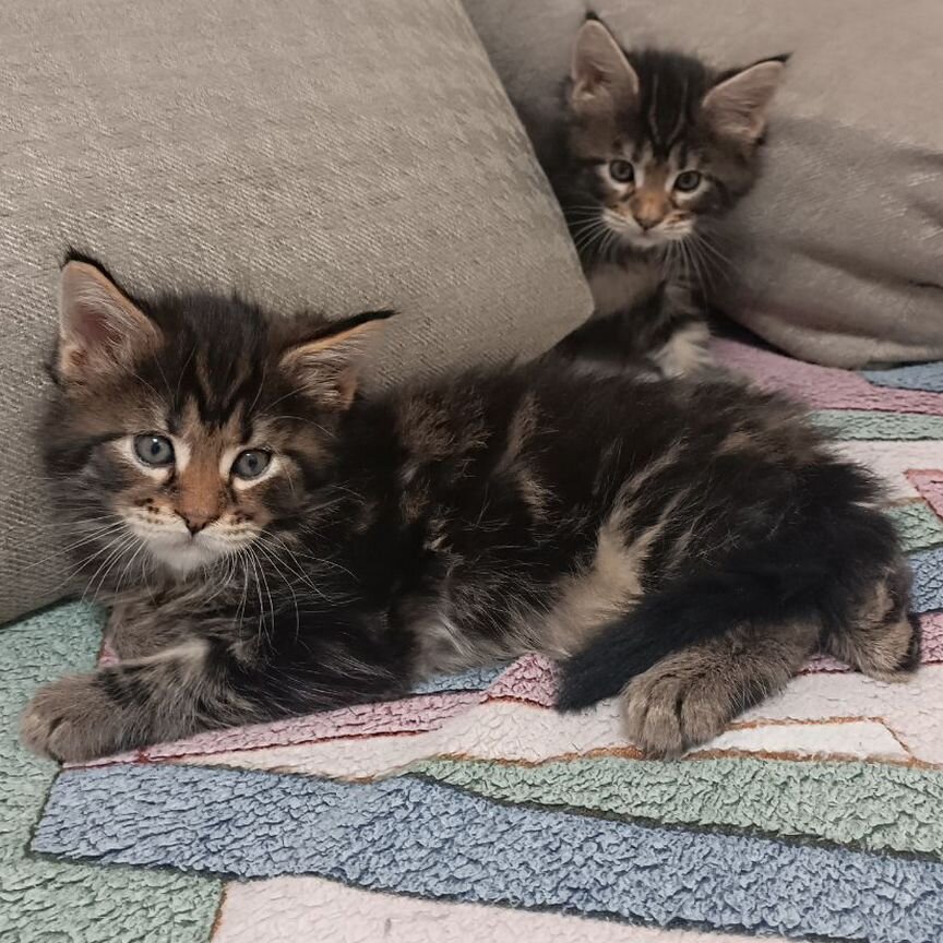 Мейн-кун котёнок