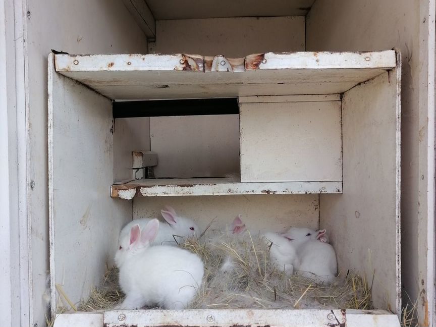 Клетки для кроликов бу