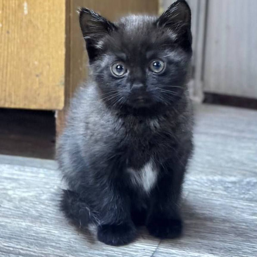 Сиамский котёнок