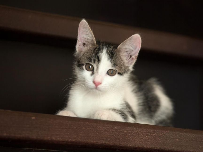 Котенок приученный к лотку