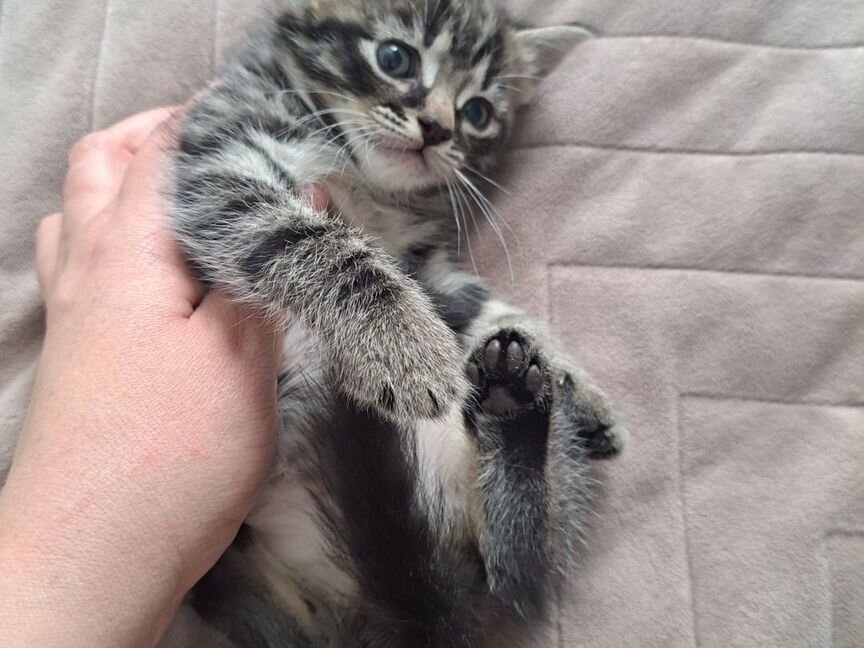 Отдам маленьких игривых котят, кошачки