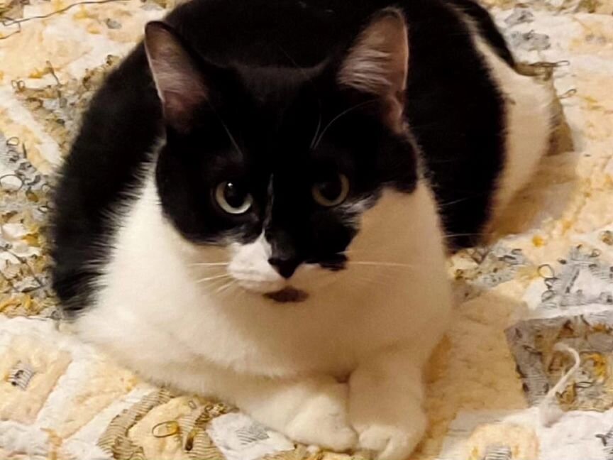 Кошечка ищет дом