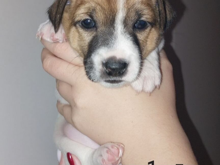 Щенки джек рассел терьер