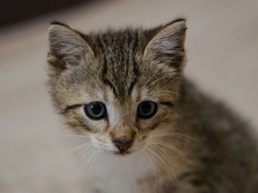 Очень красивый и ласковый мальчик котенок 3 месяца