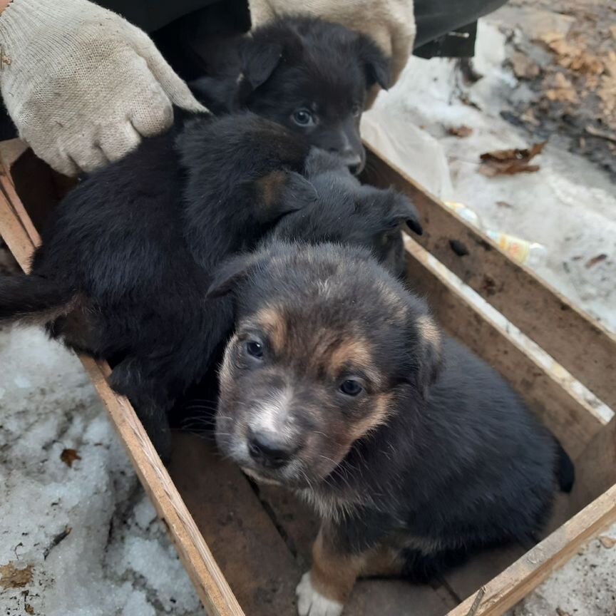Щенки в добрые руки