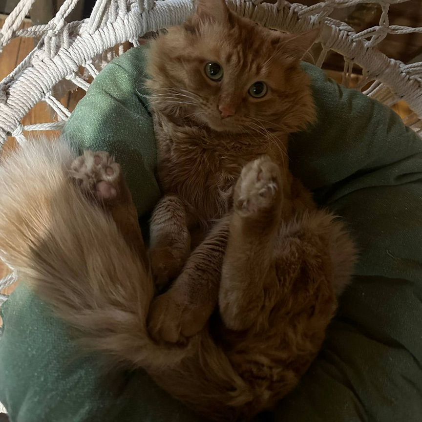 Взрослый кот в добрые руки