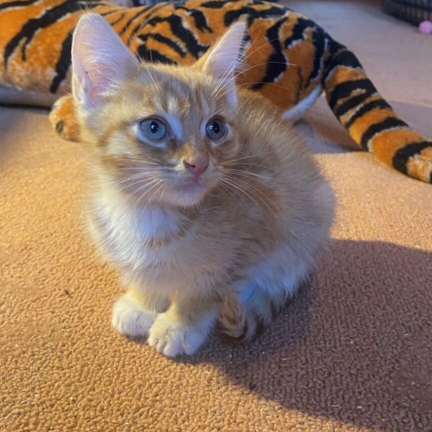 Котенок в добрые руки