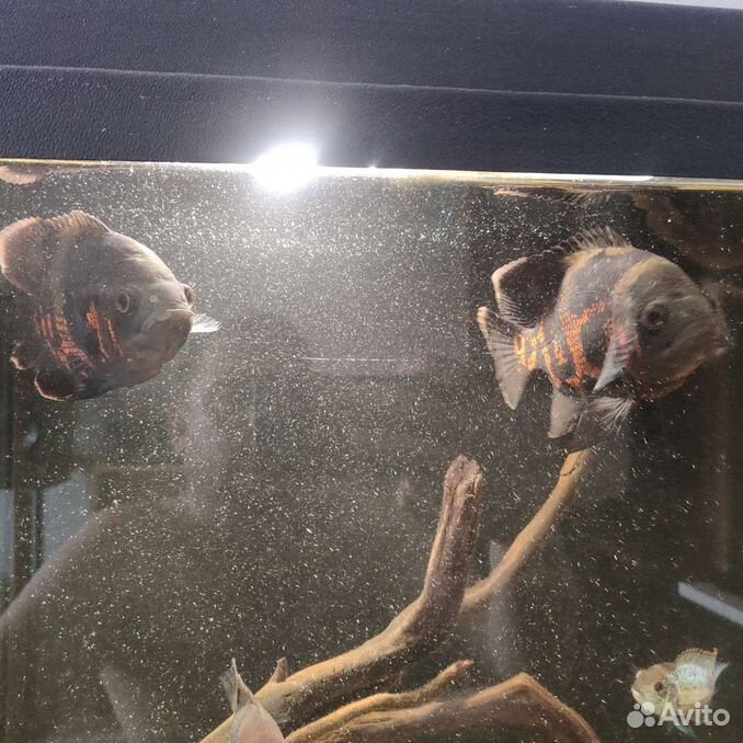 Астронотусы и северум