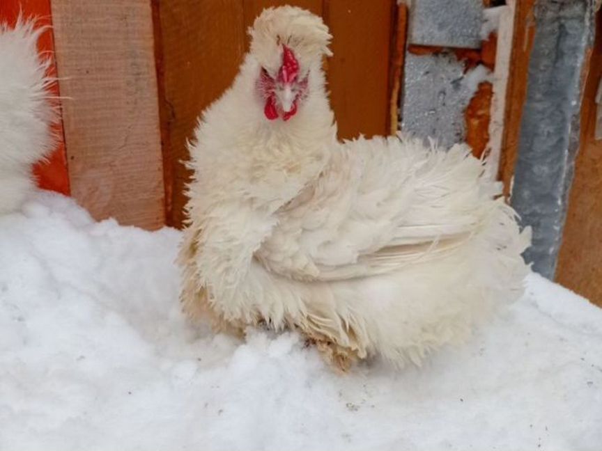 Карликовый петух кучерявый