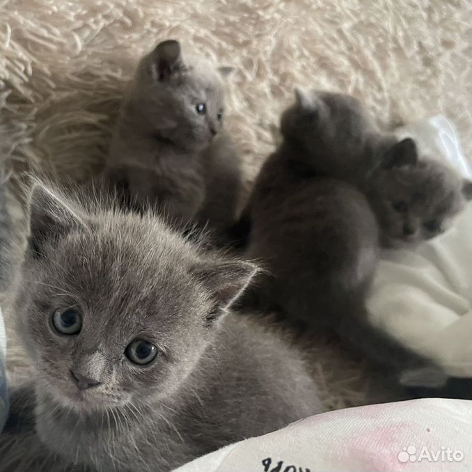 Продам чистокровного британского котенка