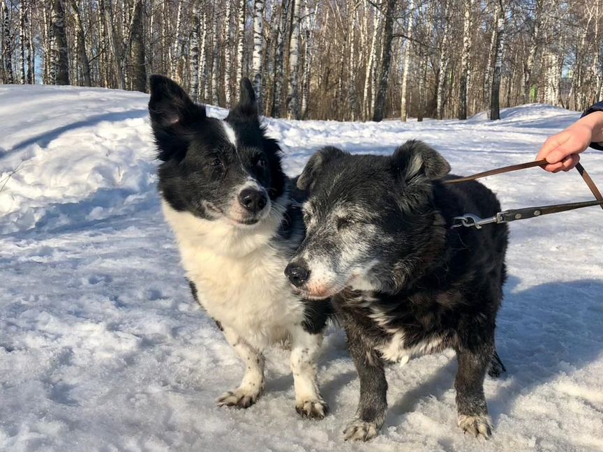 Домашние собаки в приюте