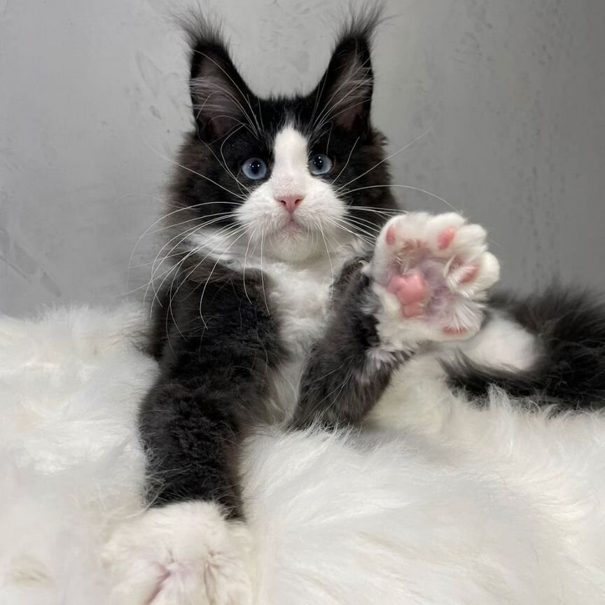 Мейн-кун доминант