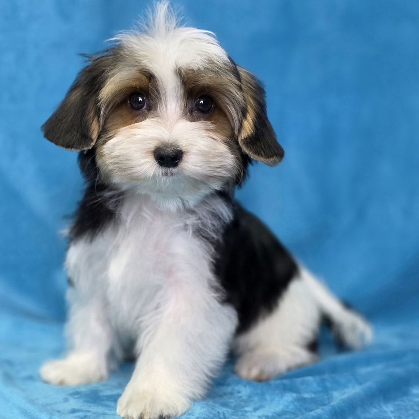 Бивер-йоркширский терьер, щенок