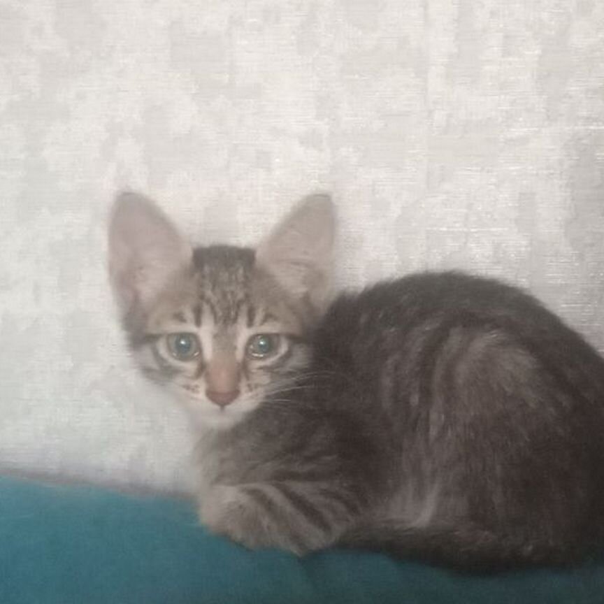 Котенок