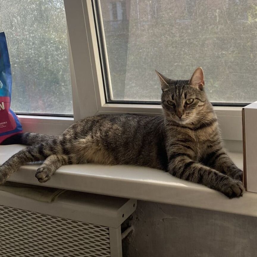 Кошечка