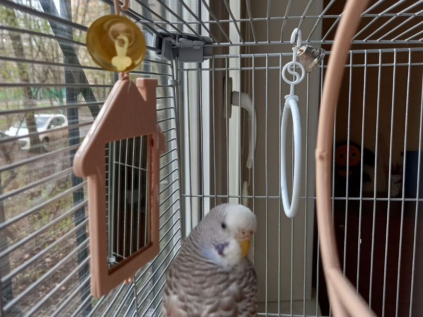 Волнистый попугай, птенцы