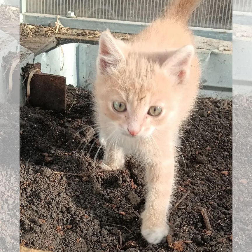 Котёнок в добрые руки