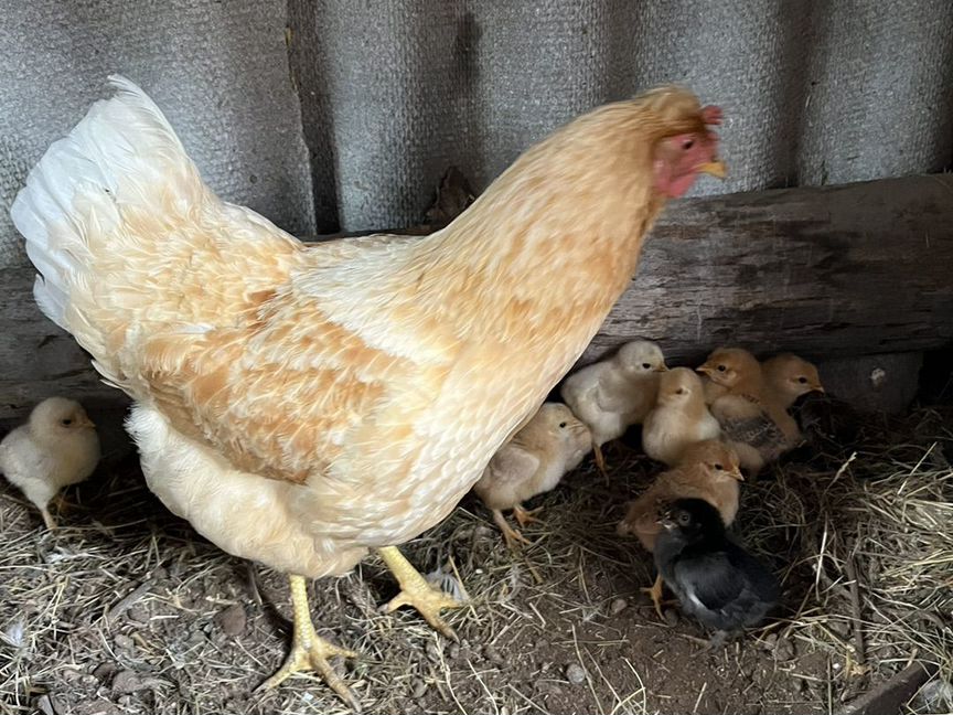 Курица несушка с цыплятами