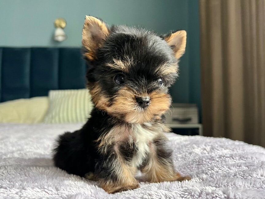 Йоркширский терьер щенки