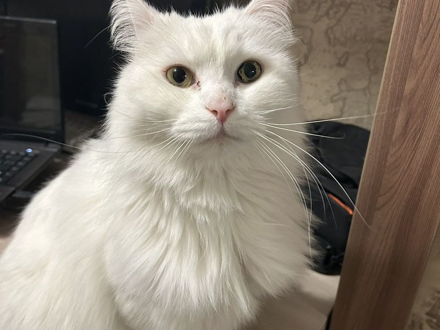 Кот Орфей в добрые руки