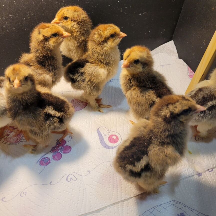 Цыплята породы Брама. 10 шт